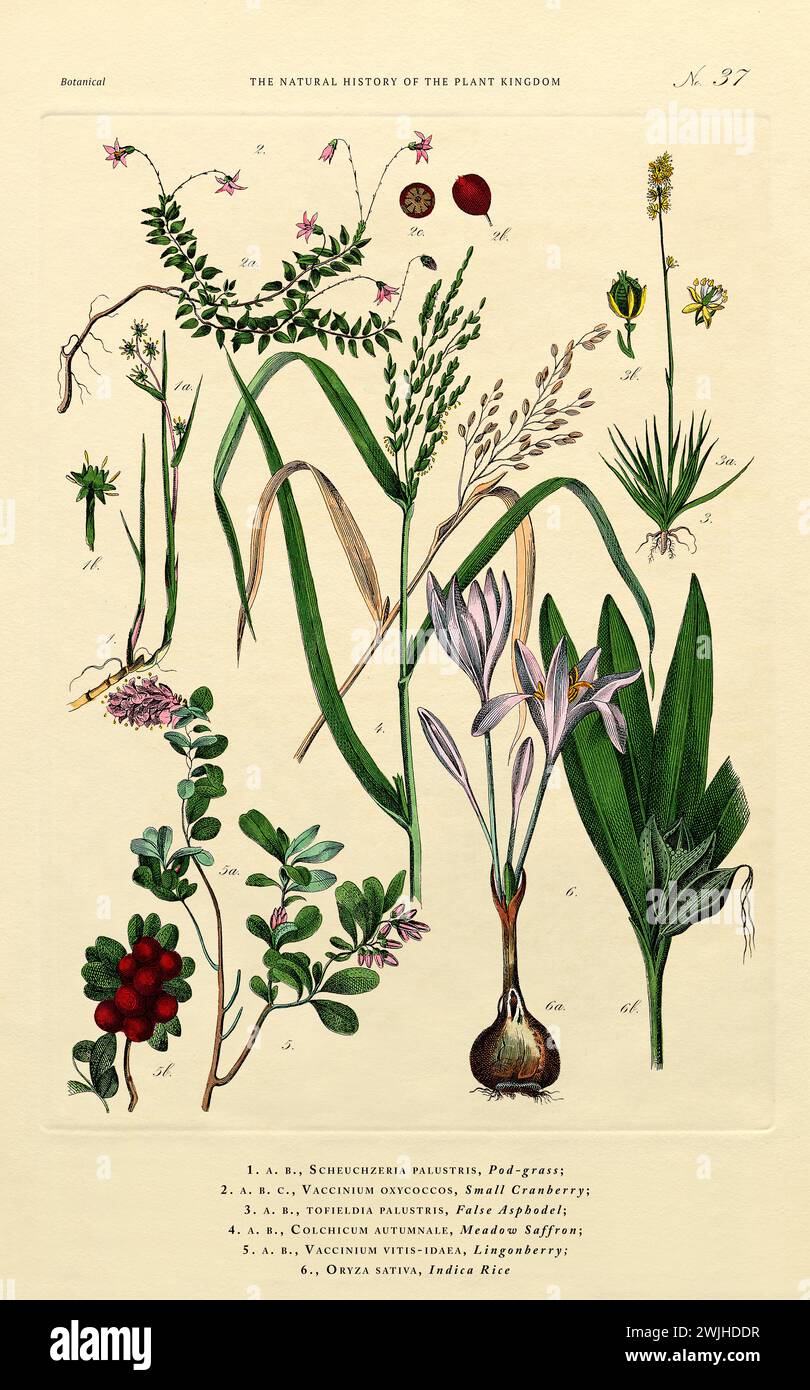 Very Rare, Beautifully Illustrated Antique Engraved Victorian Botanical ...