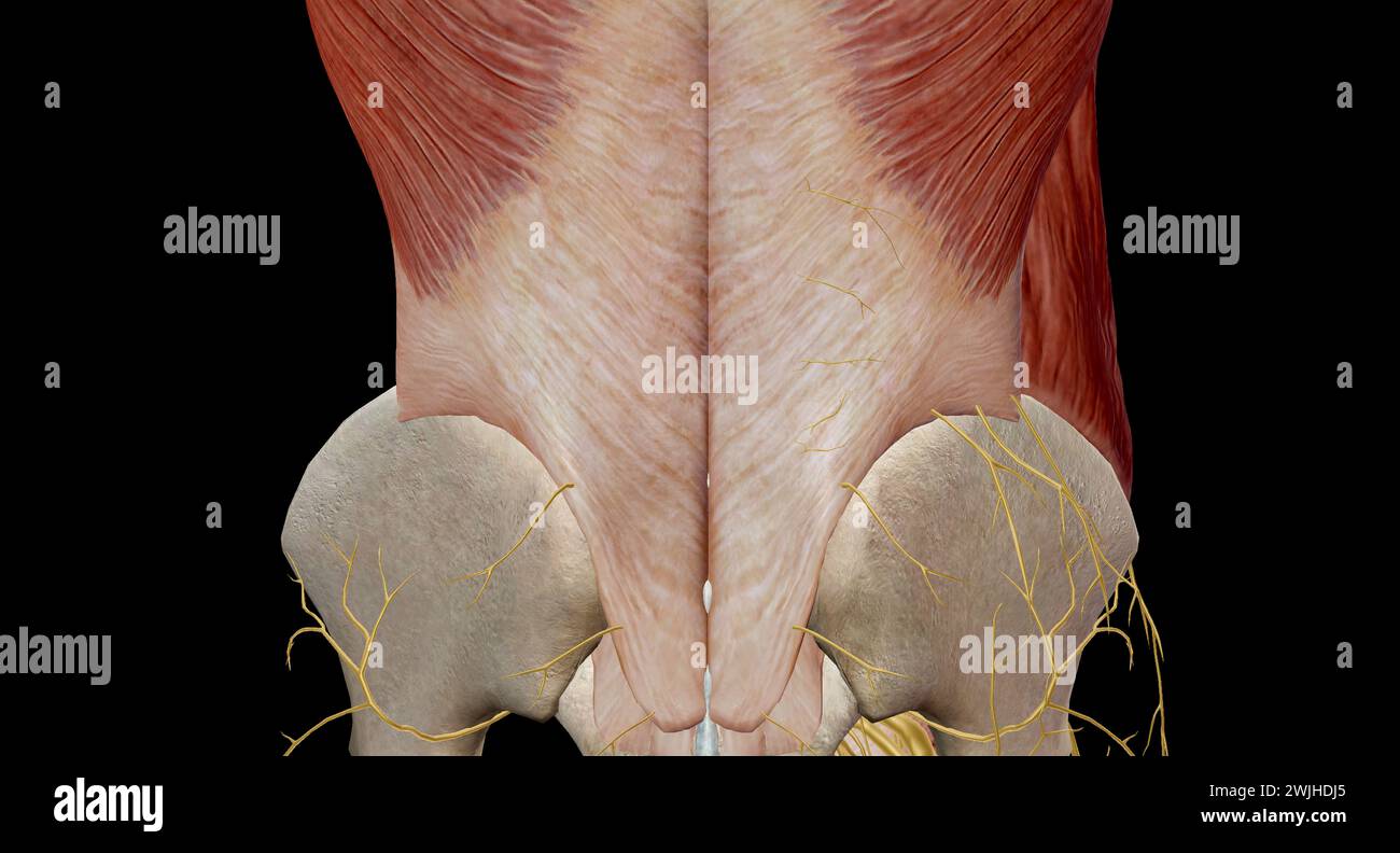 Blood vessels hip hi-res stock photography and images - Alamy
