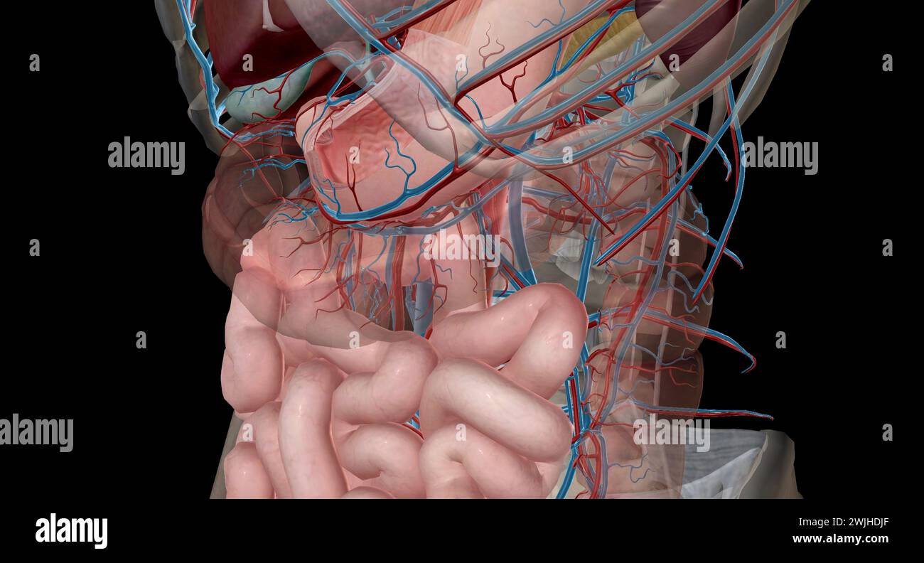 Abdominal anatomy ribs hi-res stock photography and images - Alamy