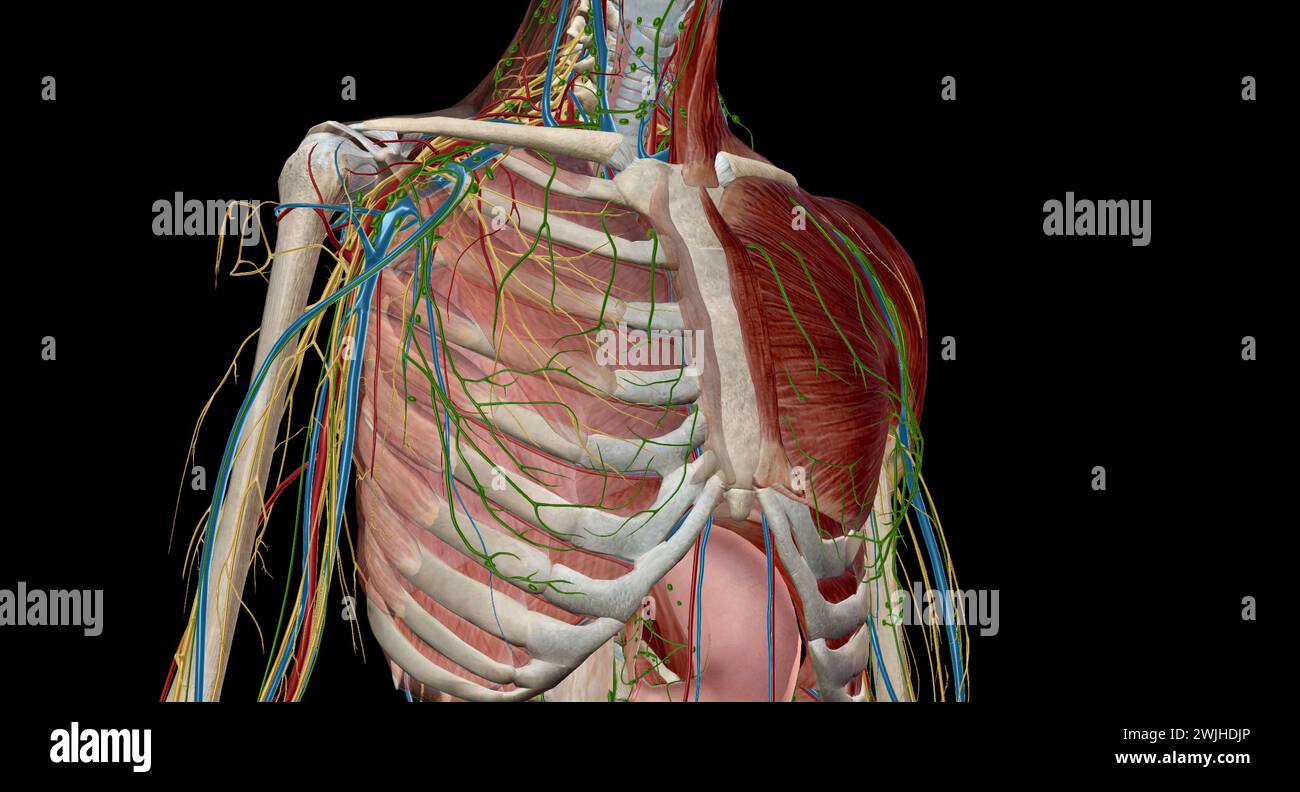 Lymphatic system diagram hi-res stock photography and images - Alamy