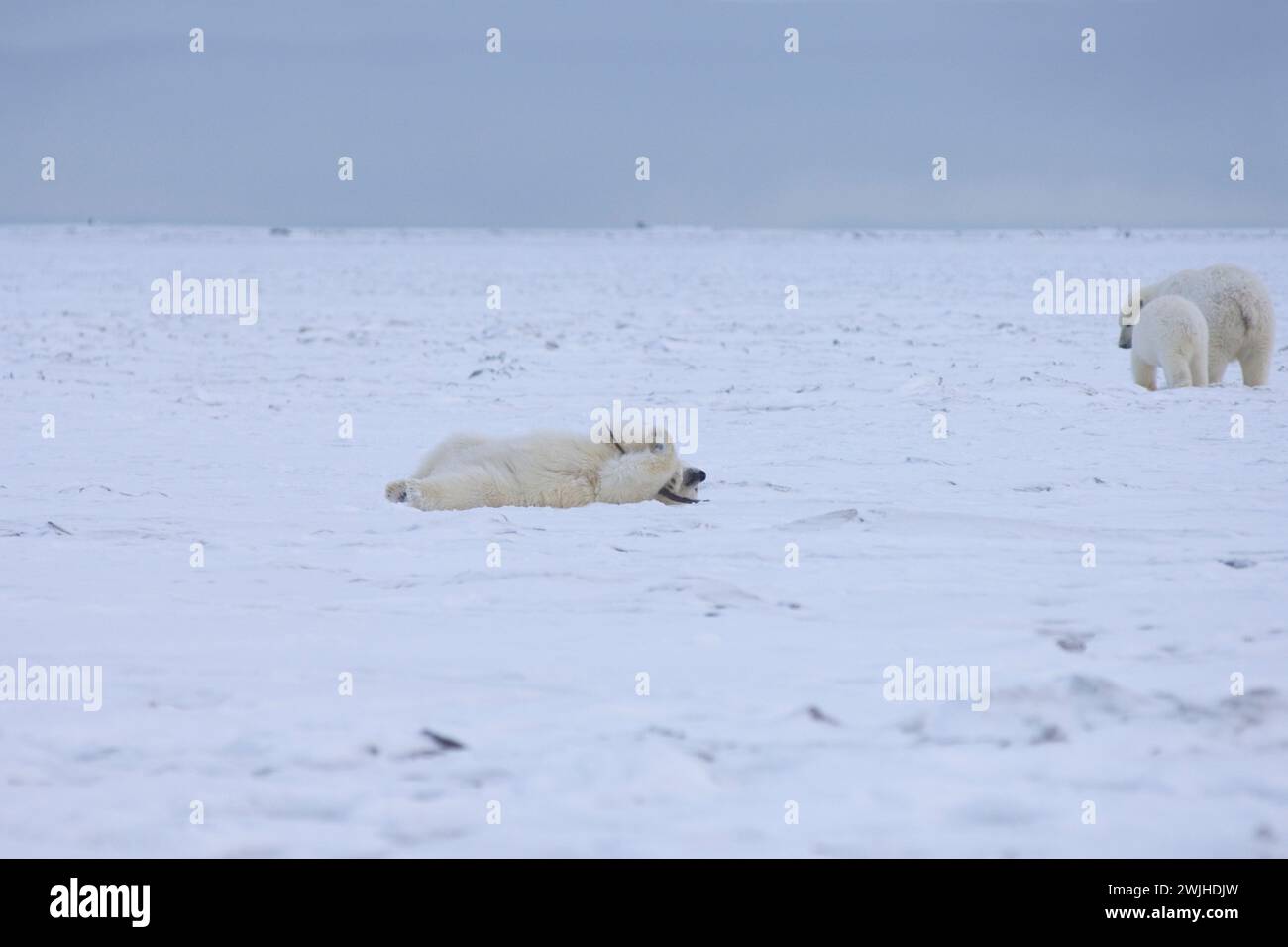 polar bear Ursus maritimus spring cub along a barrier island on the ...