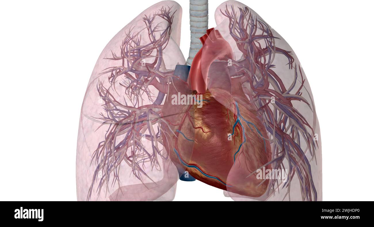pulmonary circulation, system of blood vessels that forms a closed ...