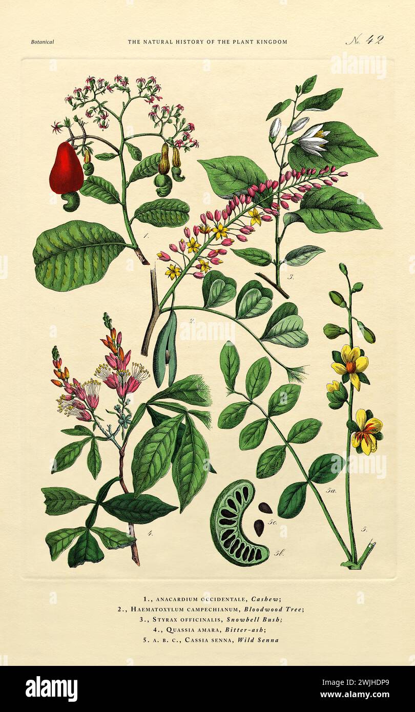 Very Rare, Beautifully Illustrated Antique Engraved Victorian Botanical ...