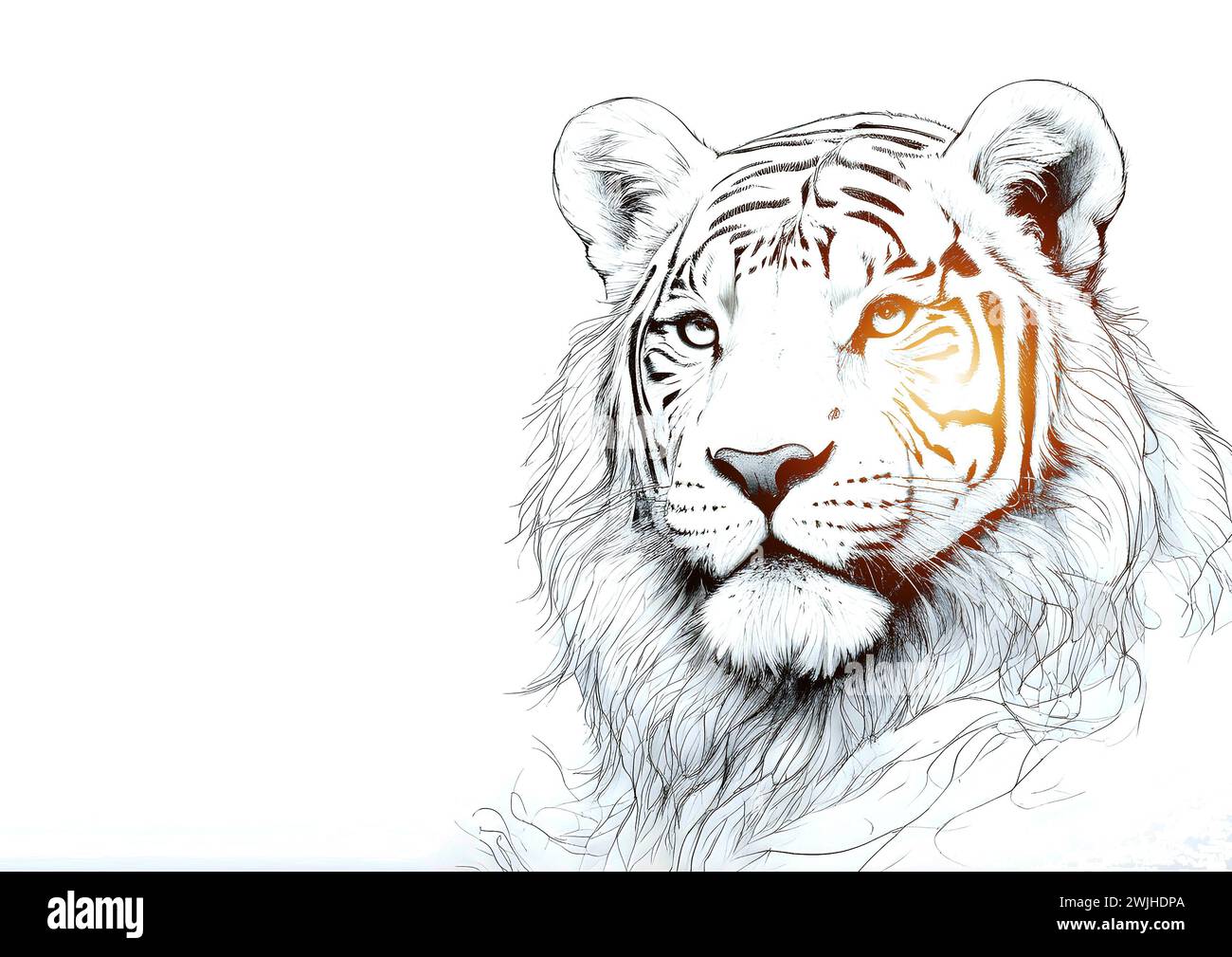 Hand drawn lion line on a white background Stock Photo - Alamy