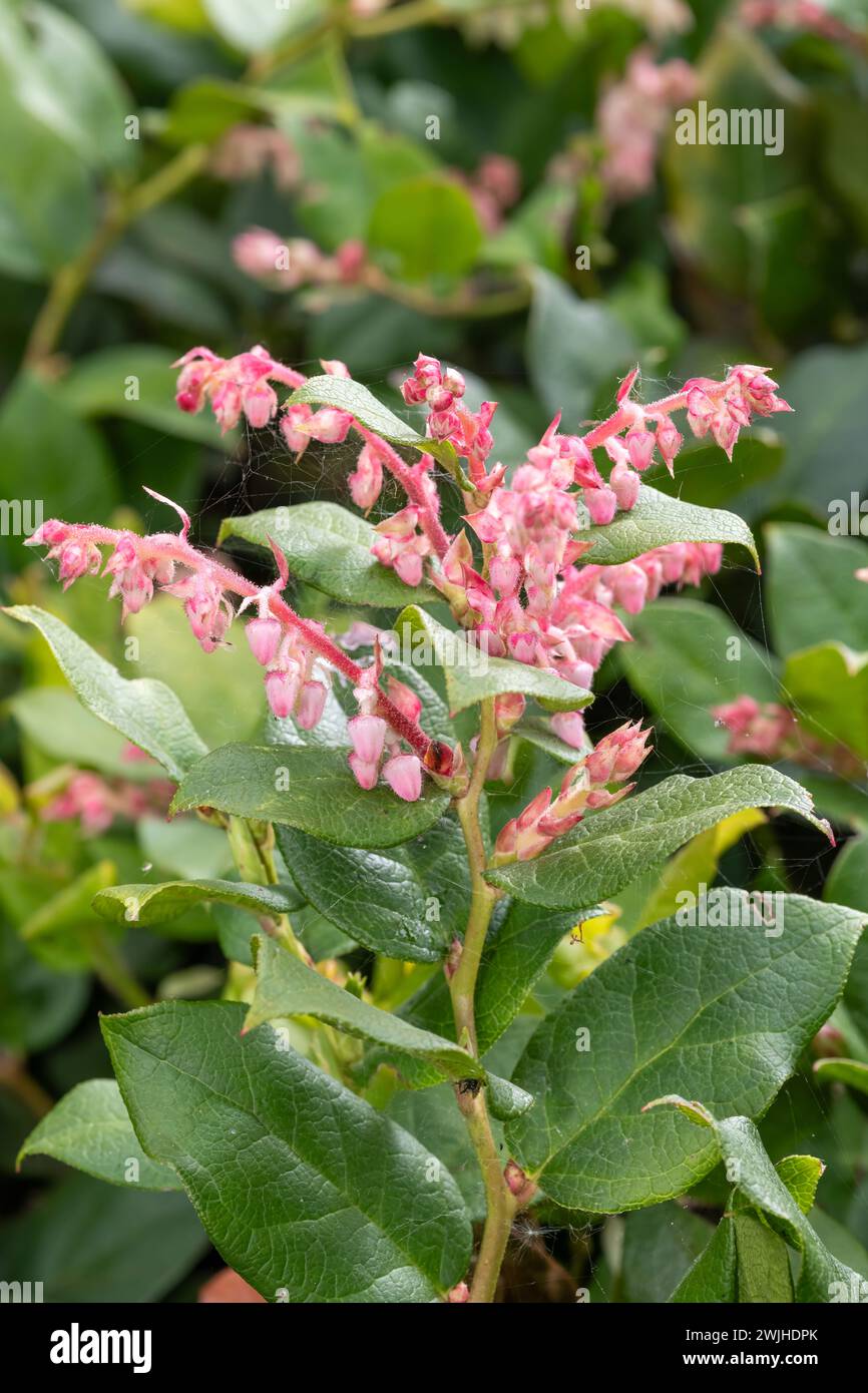 Salal shrub hi-res stock photography and images - Alamy