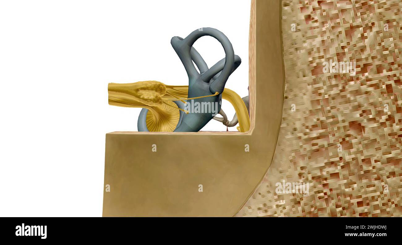 Lámina vestibular hi-res stock photography and images - Alamy