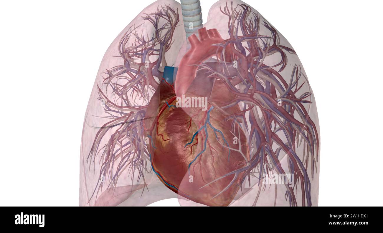 Pulmonary alveolar capillaries hi-res stock photography and images - Alamy