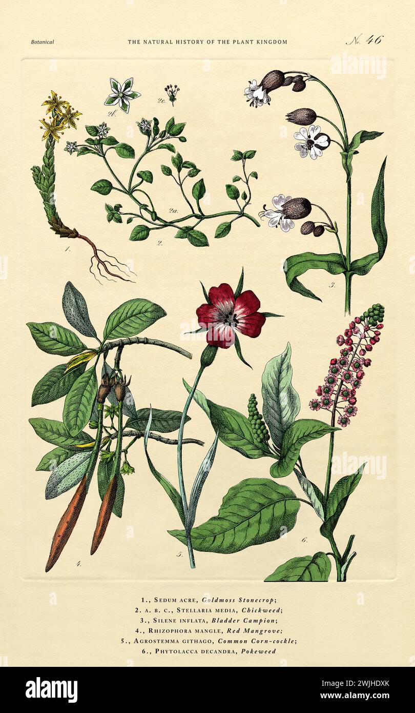 Very Rare, Beautifully Illustrated Antique Engraved Victorian Botanical ...