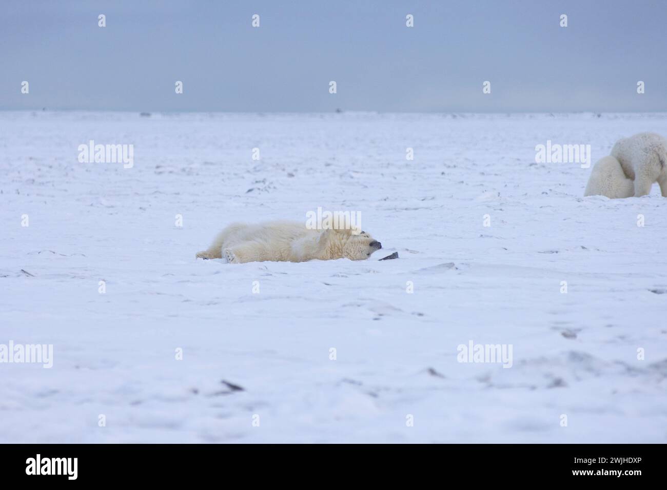 polar bear Ursus maritimus spring cub along a barrier island on the ...