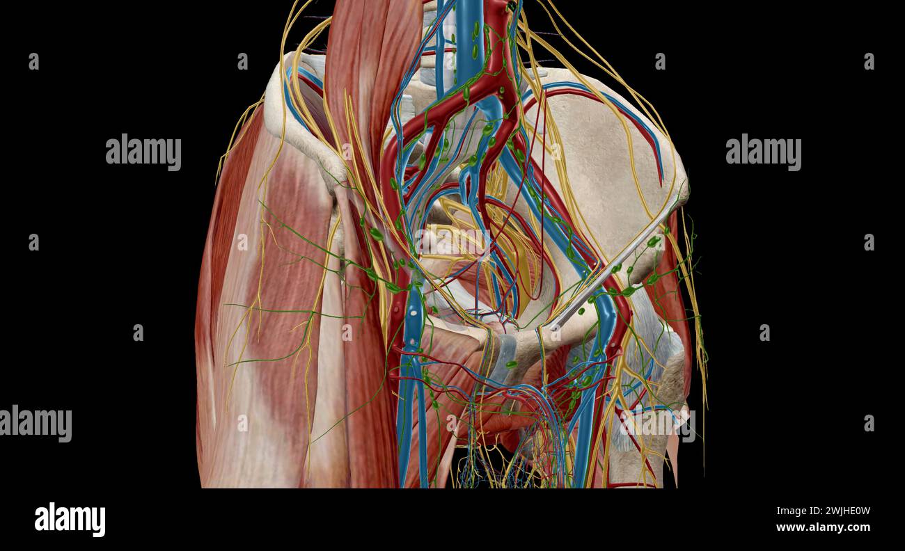 Lymph Nodes Of The Pelvis Function To Receive Filter And Transport Lymphatic Fluid From