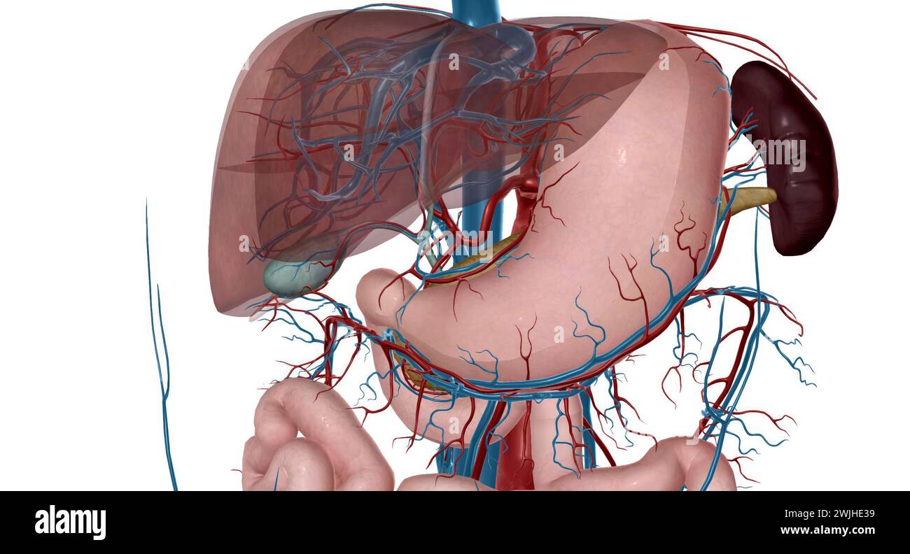 Abdominal fan hi-res stock photography and images - Alamy