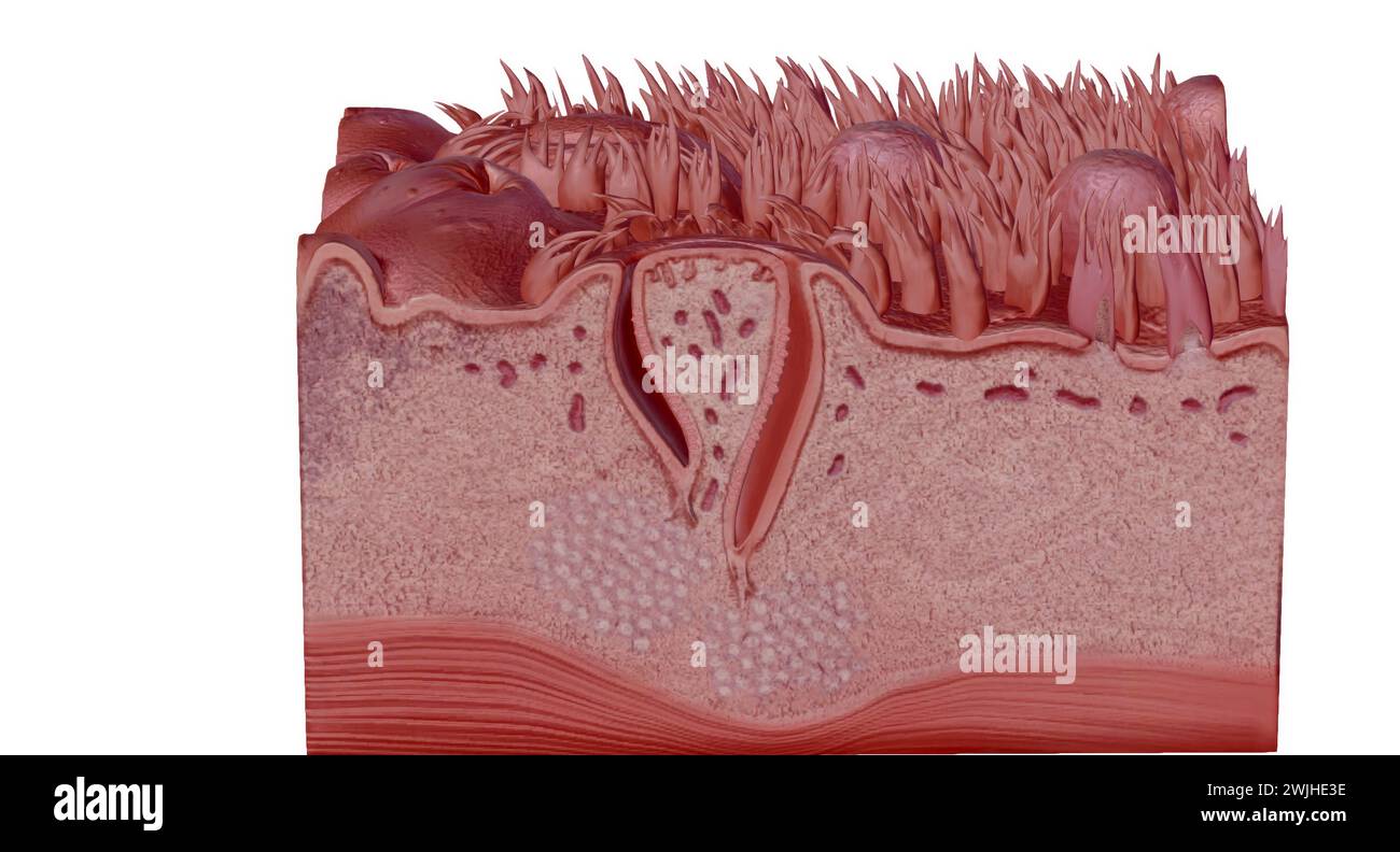 Cross section throat hi-res stock photography and images - Alamy