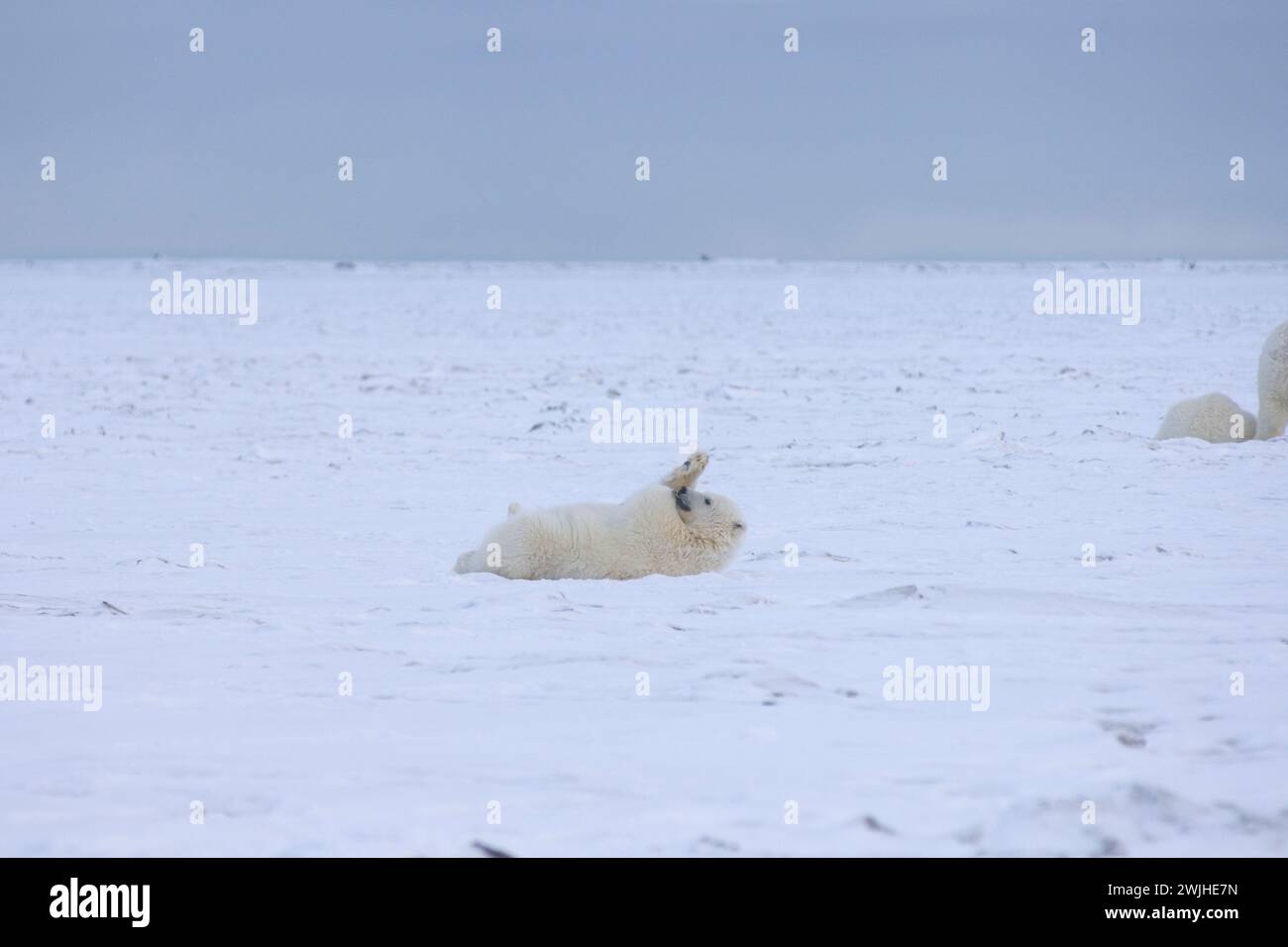 polar bear Ursus maritimus spring cub along a barrier island on the ...