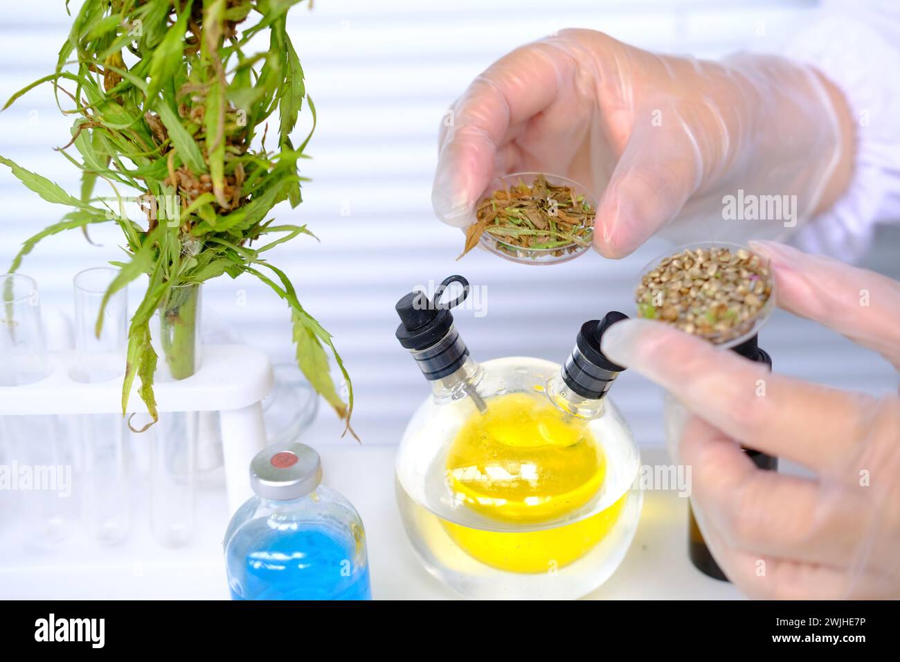 medical marijuana laboratory scientific research, green cannabis plants ...