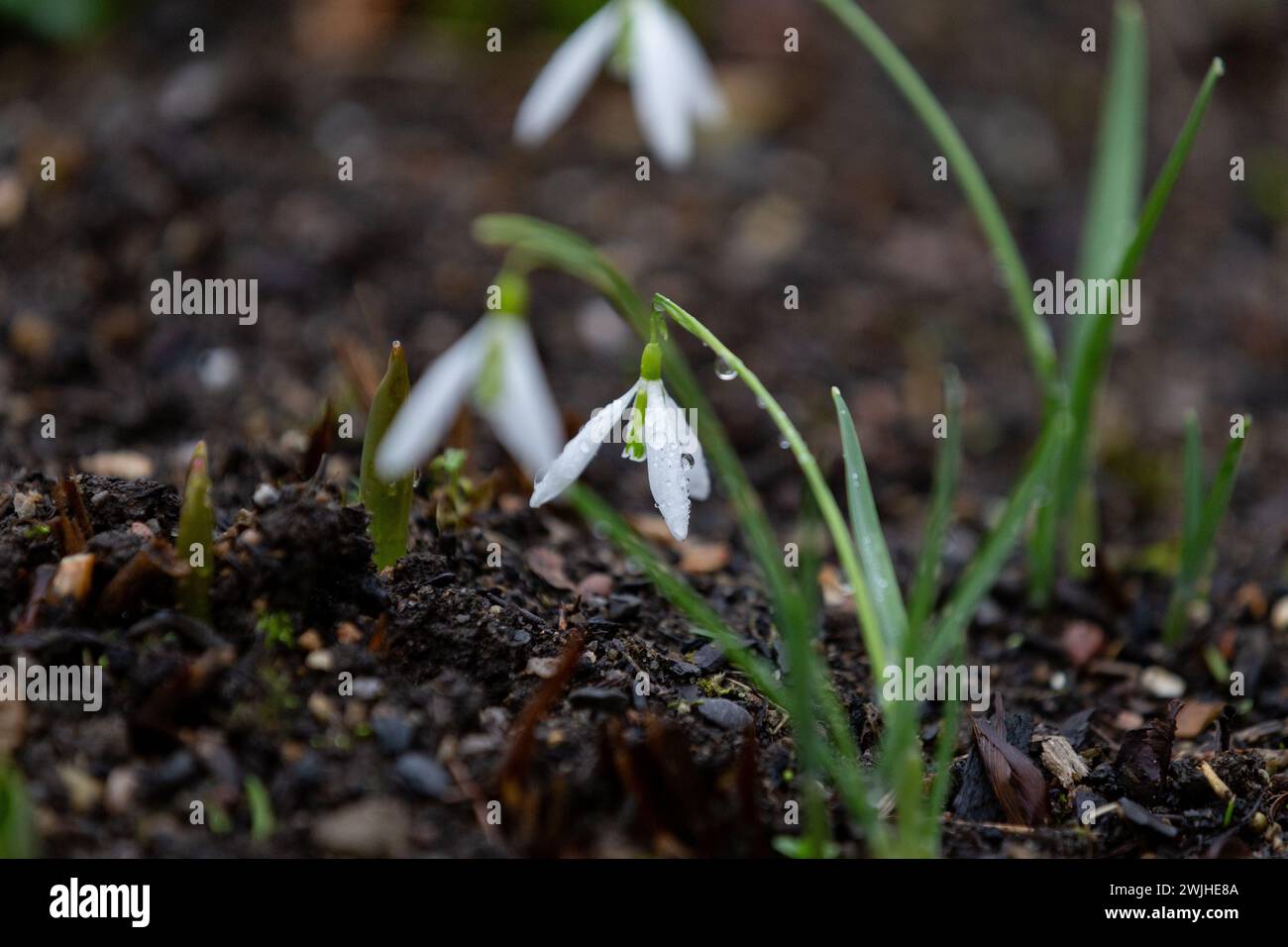 Galanthus 'Wasp'. A snowdrop hybrid Stock Photo - Alamy