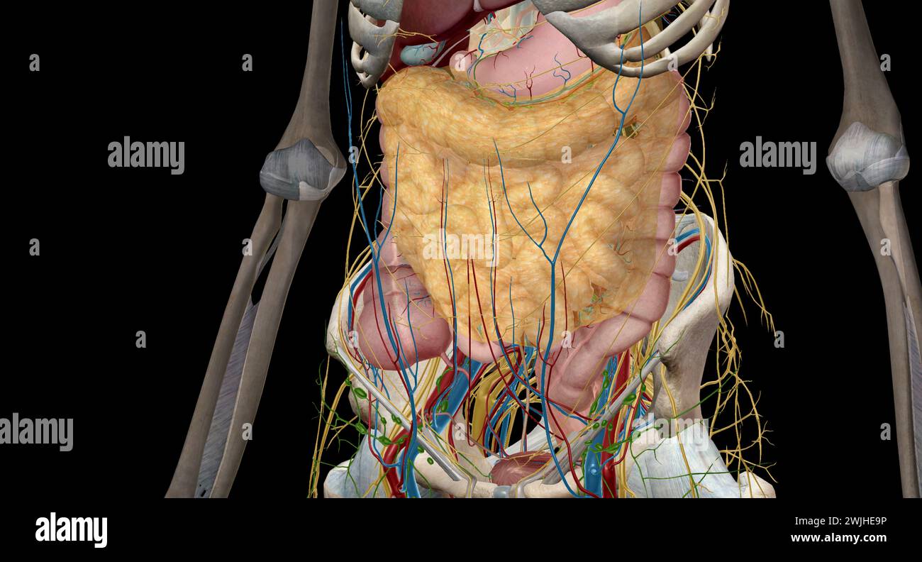 Ileum endoscopy hi-res stock photography and images - Alamy