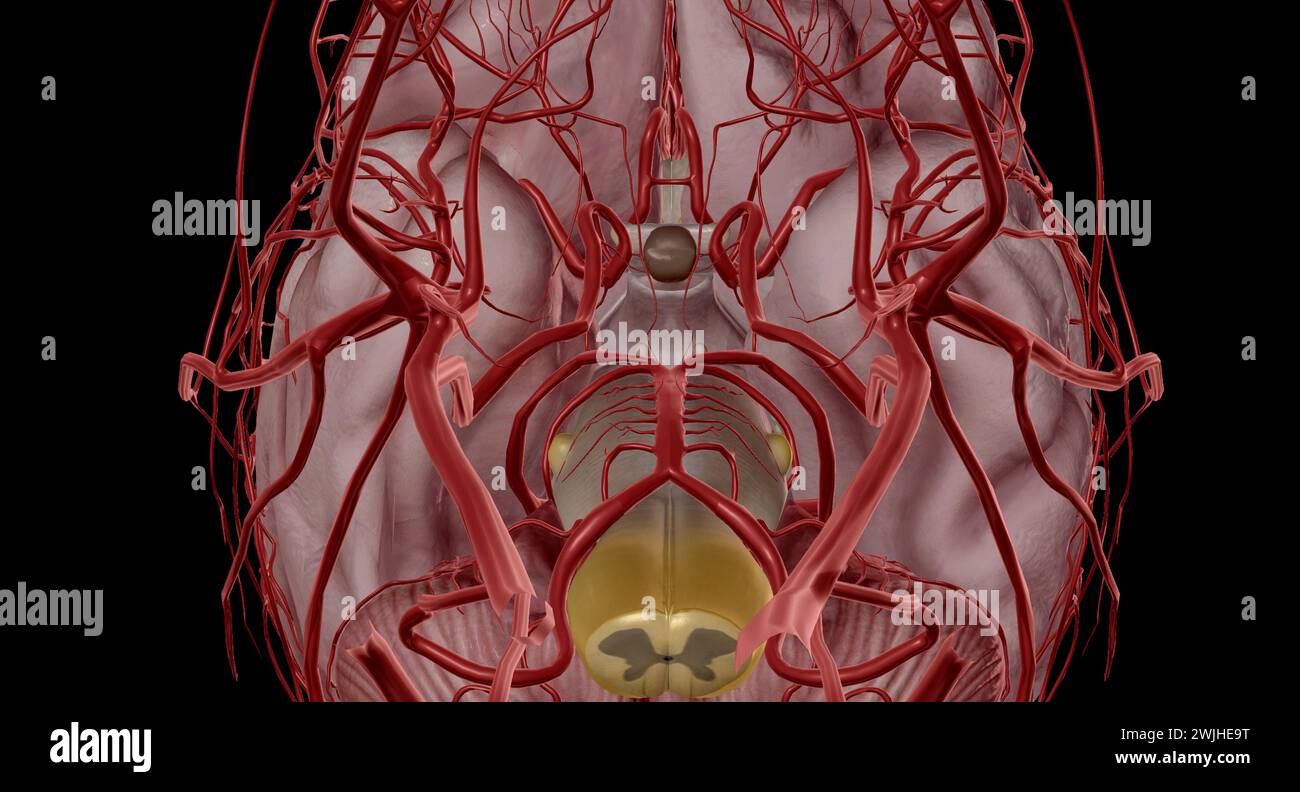 It helps blood flow from both the anterior and posterior parts of the ...