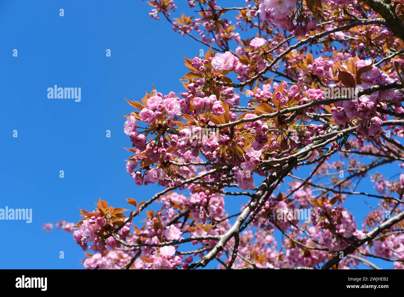 floral spring abstract nature panorama background, pink Cherry blooming ...