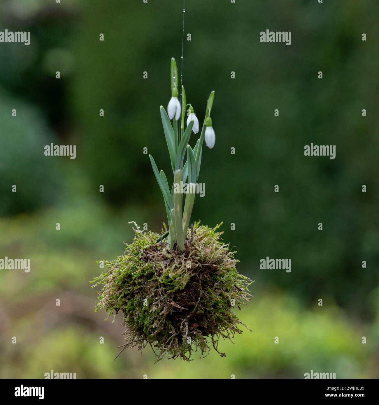 Japanese snowdrop kokedama hi-res stock photography and images - Alamy