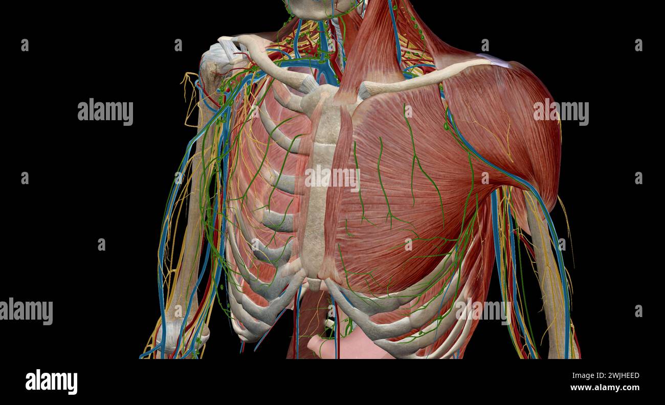 Lymphatic system diagram hi-res stock photography and images - Alamy