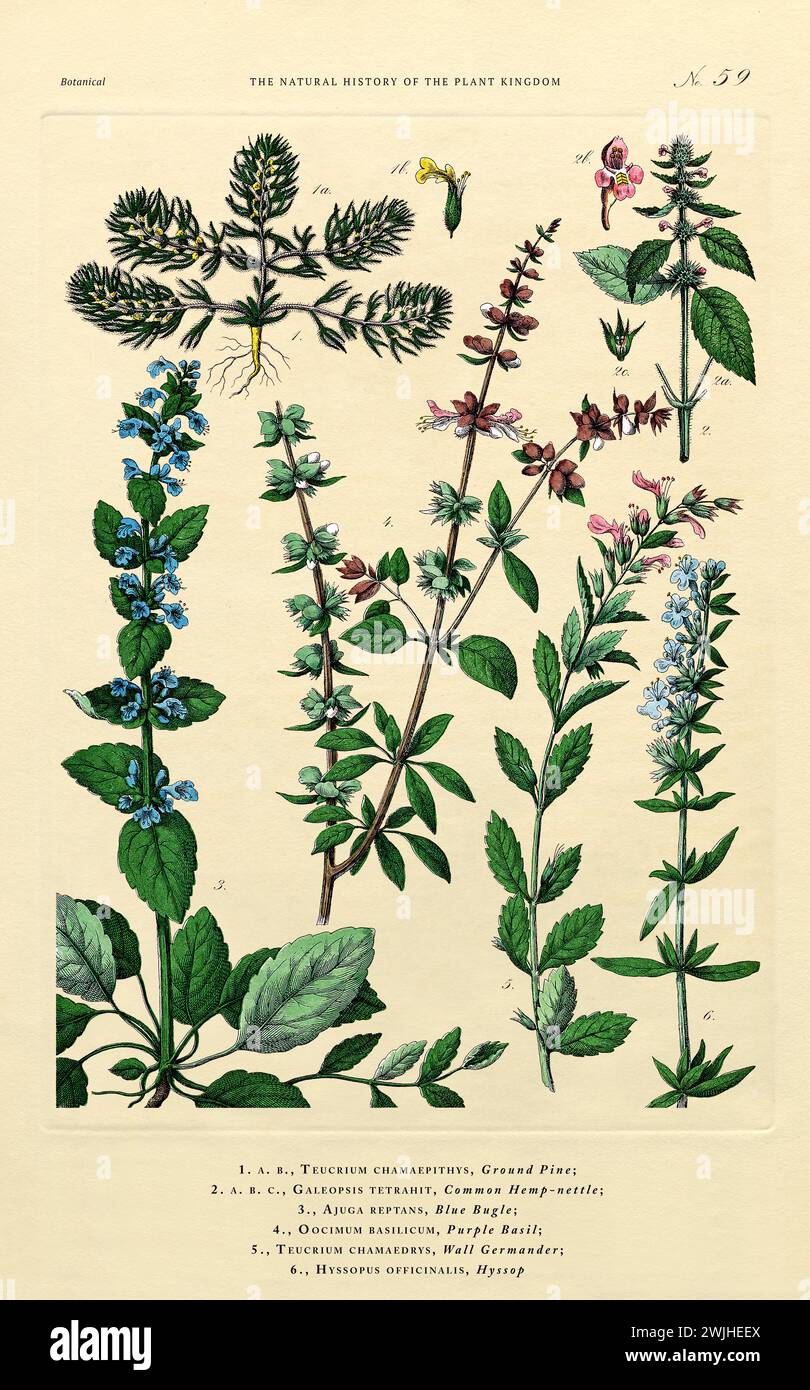 Very Rare, Beautifully Illustrated Antique Engraved Victorian Botanical ...