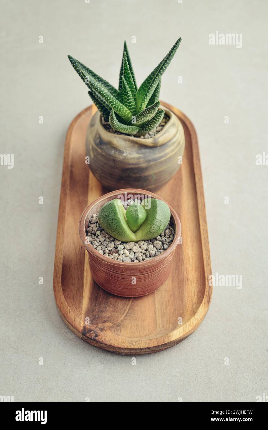Succulents in pots hi-res stock photography and images - Alamy
