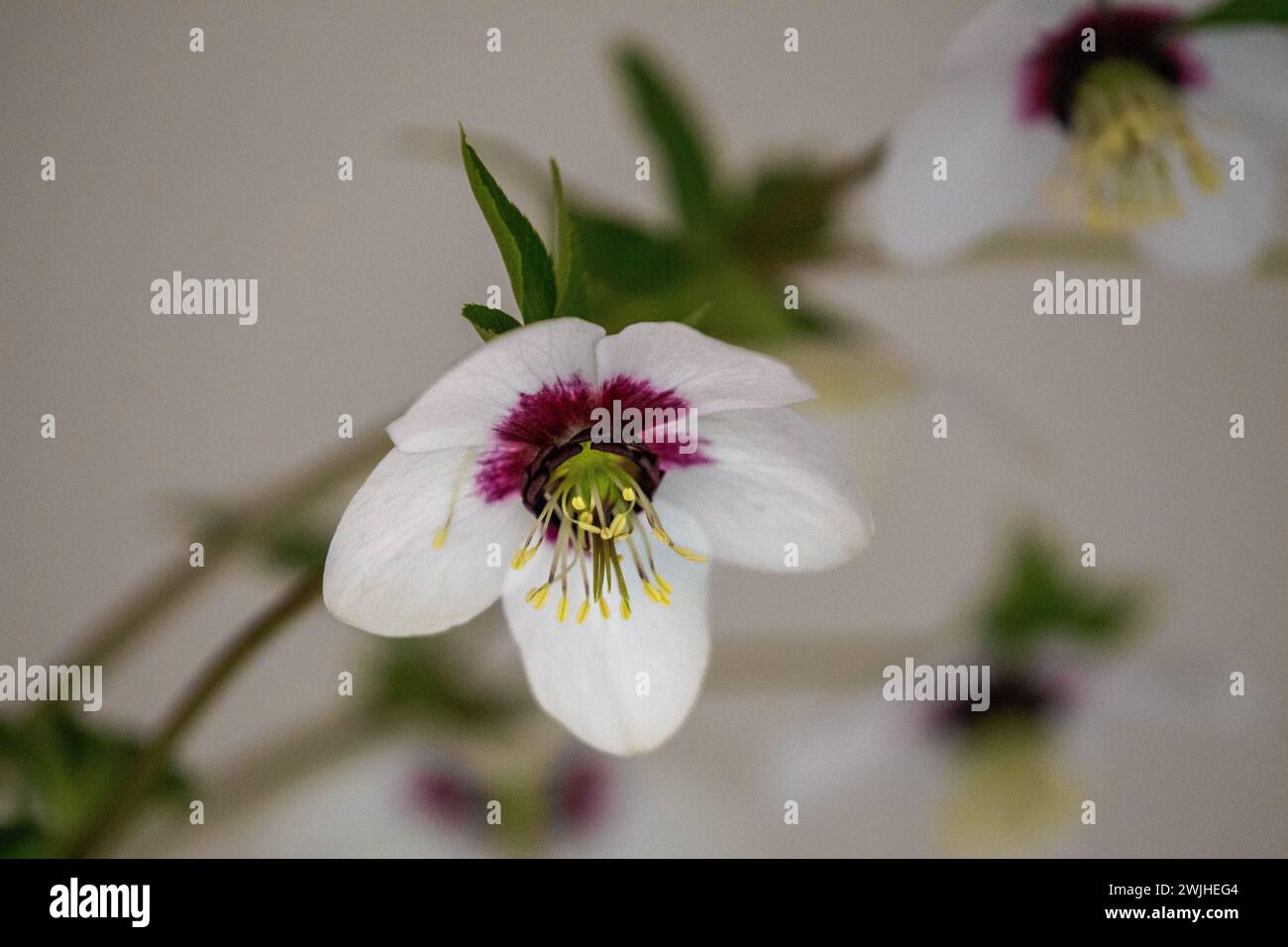 A white hellebore with a dark crimson centre (helleborus x hybridus ...