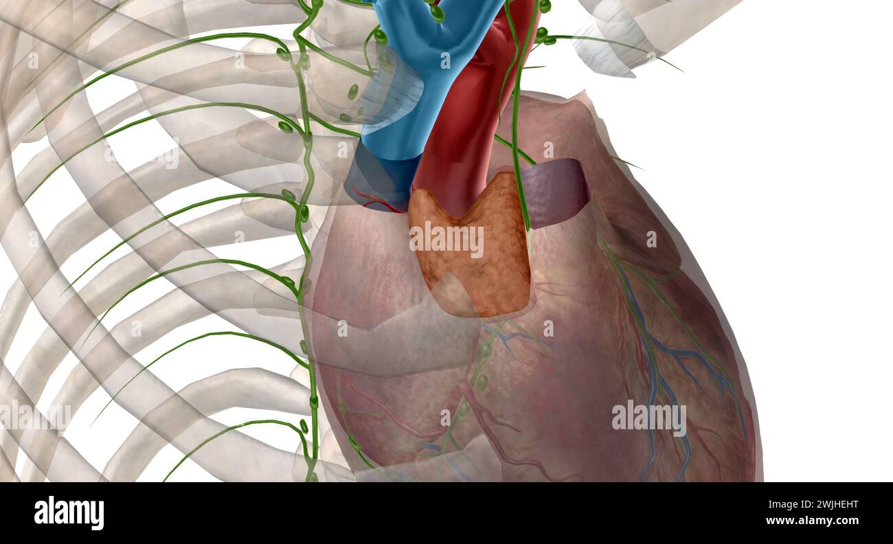 Endocrine system makes and releases hormones that control the functions ...