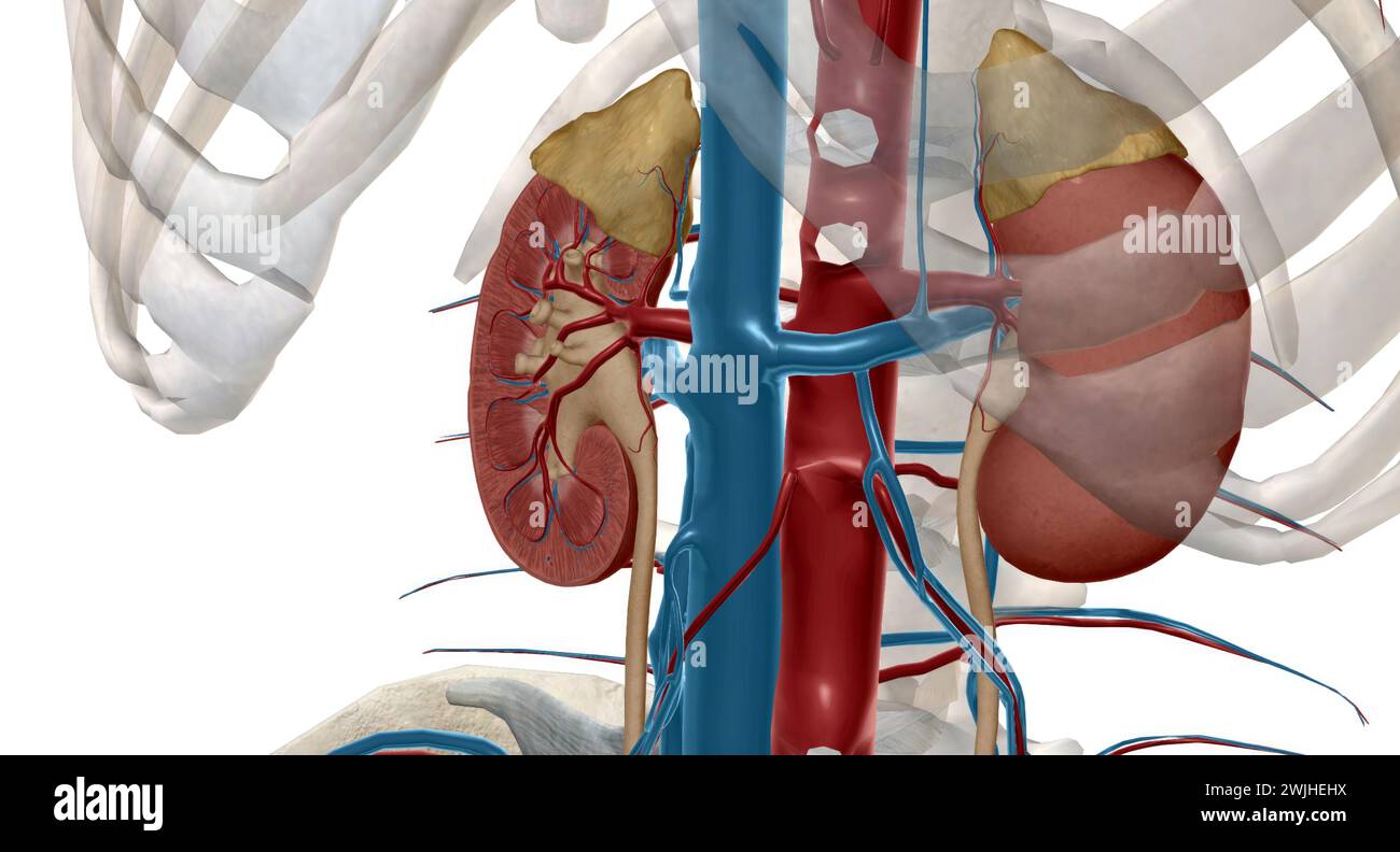 Carries Filtered Blood Away From The Kidney at Zoe Mehaffey blog