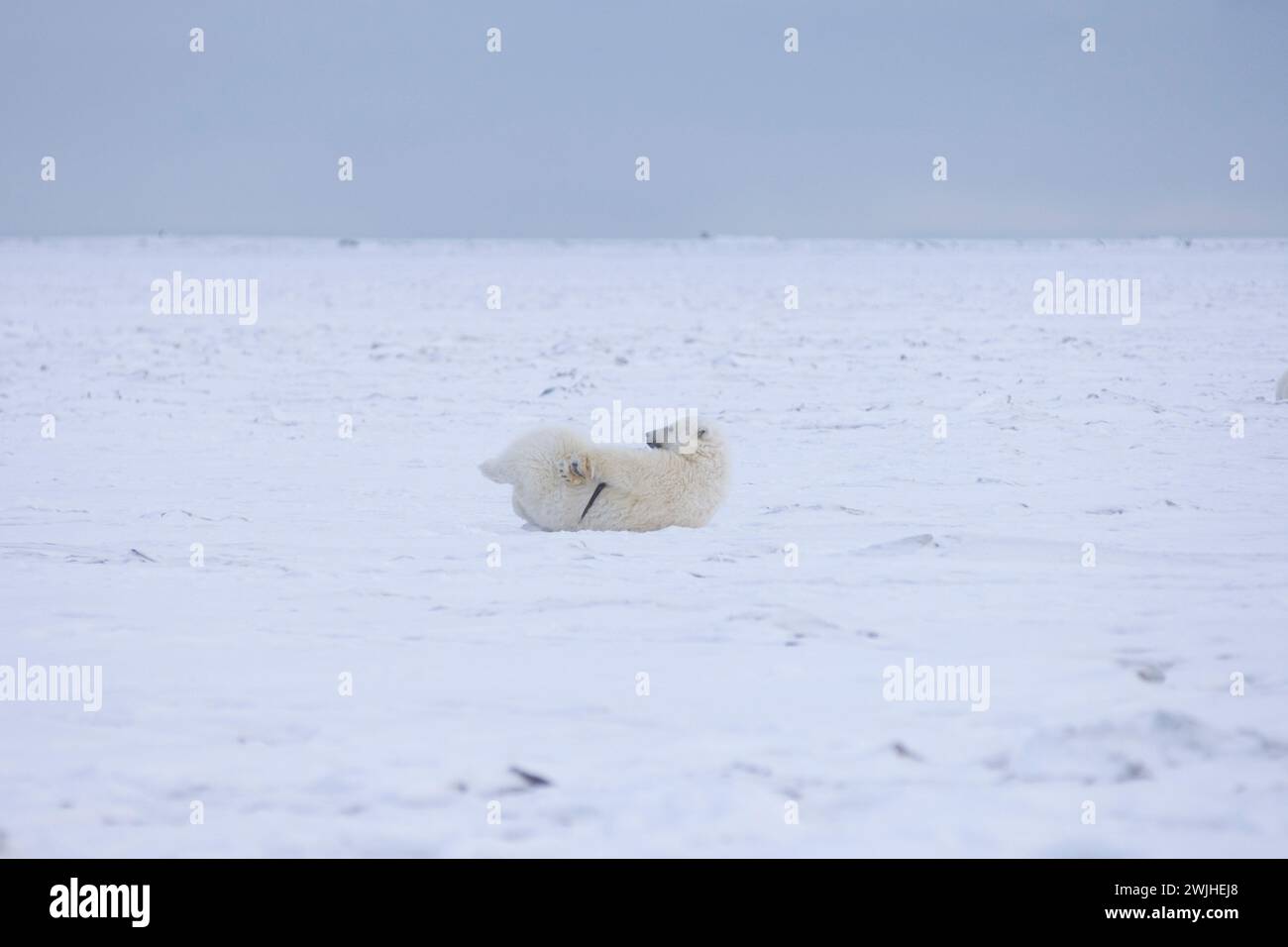 polar bear Ursus maritimus spring cub along a barrier island on the ...