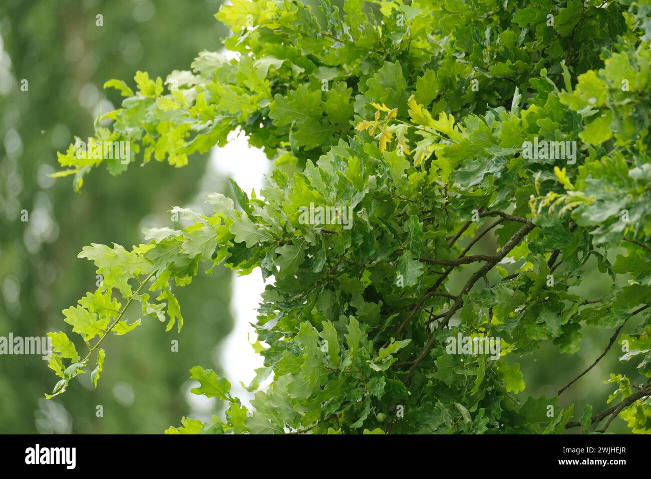 Leaves swaying in wind sunbeam hi-res stock photography and images - Alamy