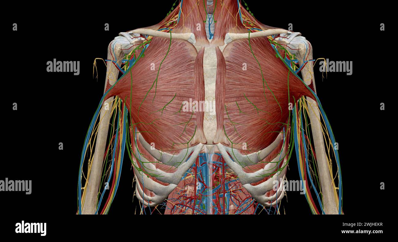 The thorax or chest is a part of the anatomy of humans, mammals, and ...