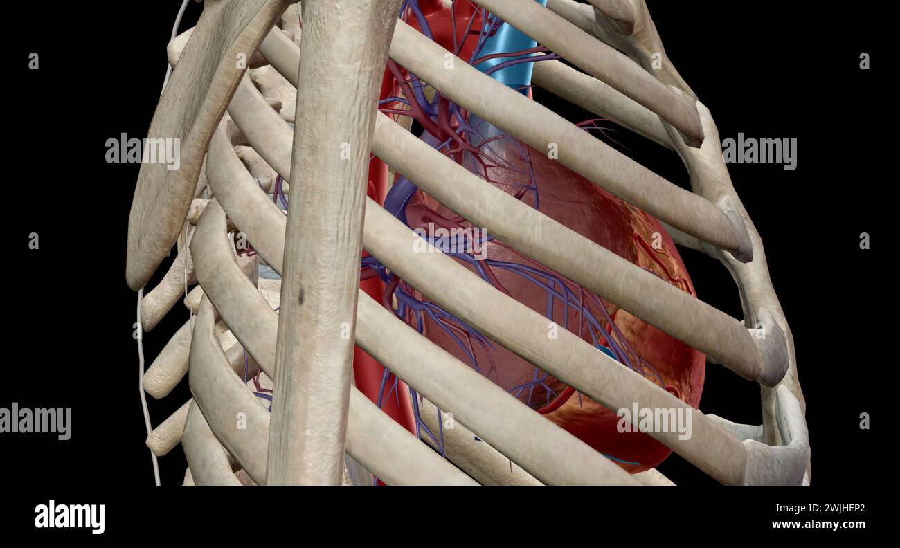 Hearts muscular structure hi-res stock photography and images - Alamy
