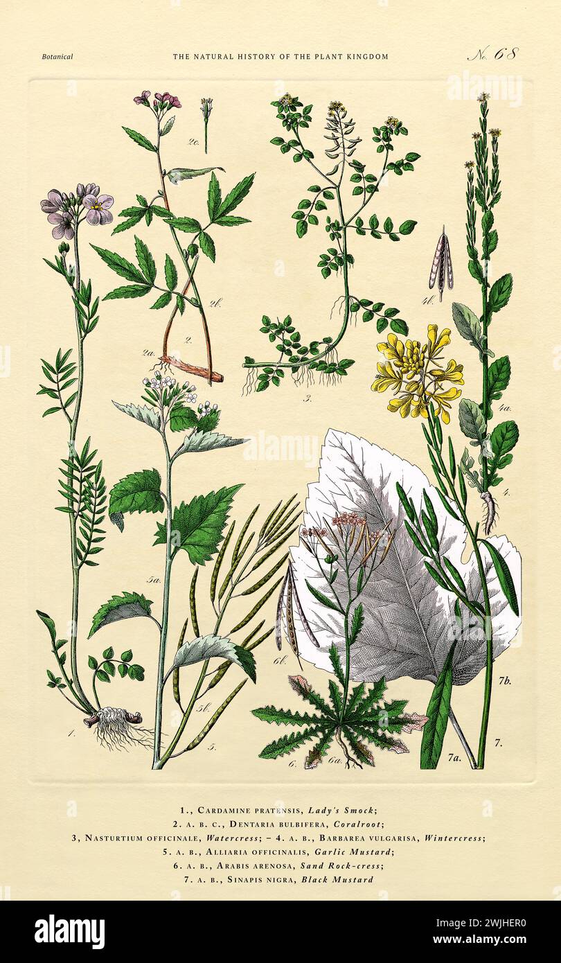 Very Rare, Beautifully Illustrated Antique Engraved Victorian Botanical ...