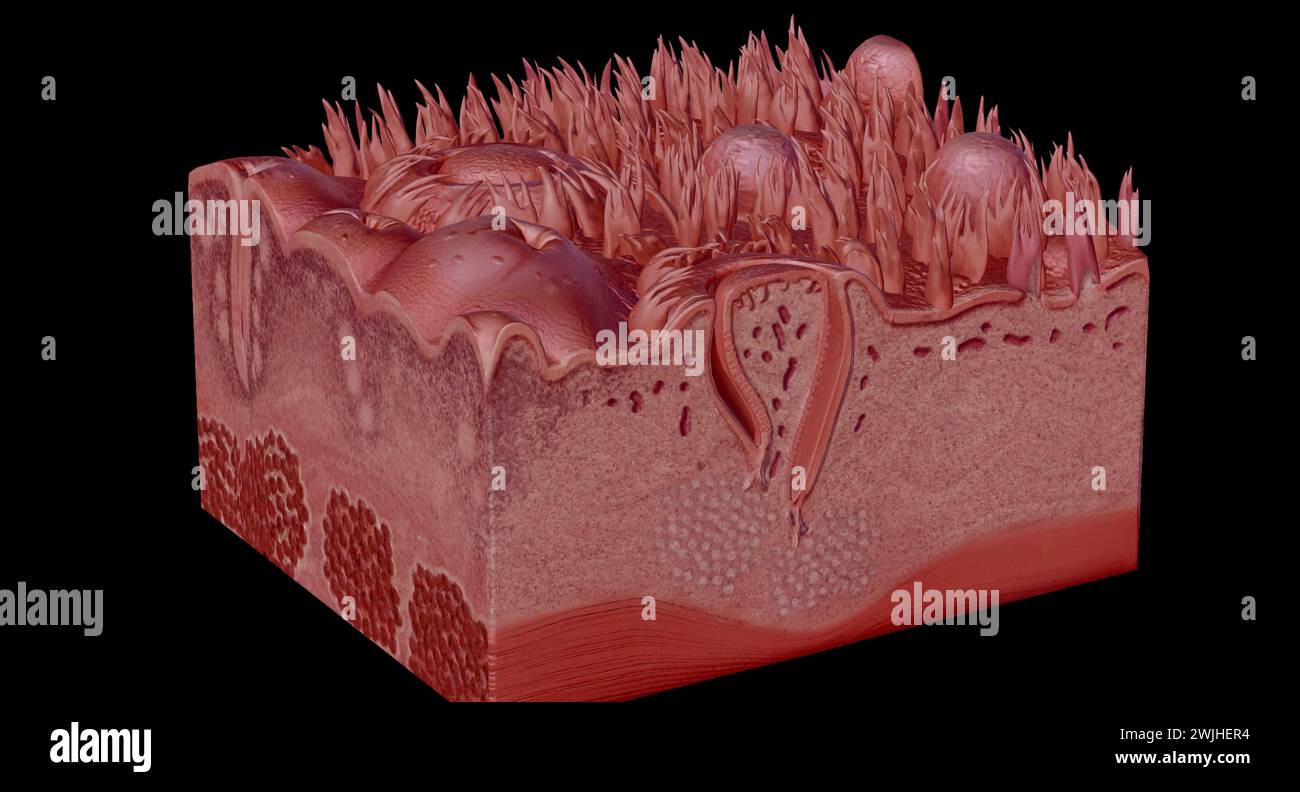 Cross section throat hi-res stock photography and images - Alamy