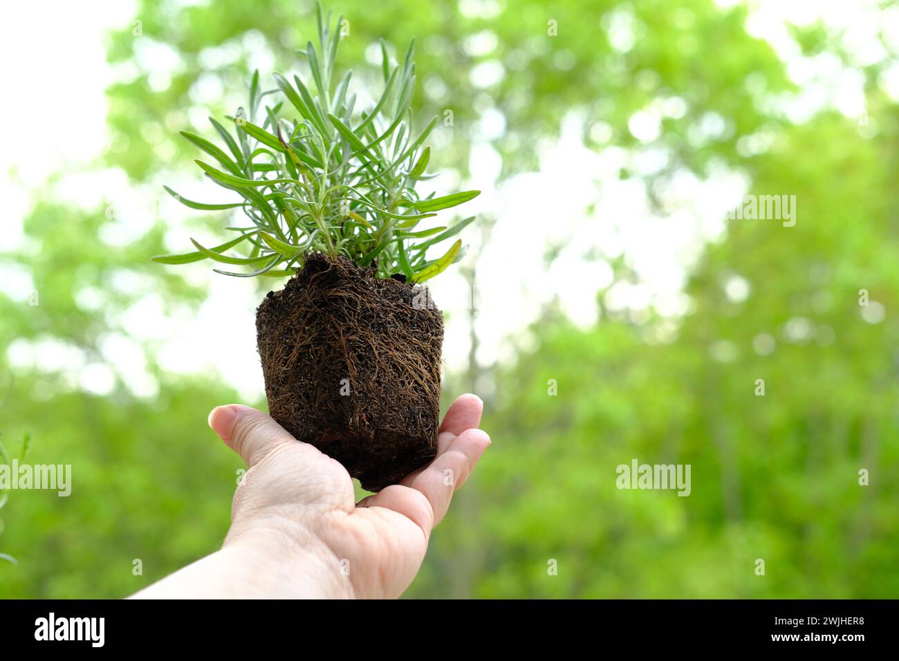 close-up of female hands transplant seedlings, young lavender plants ...