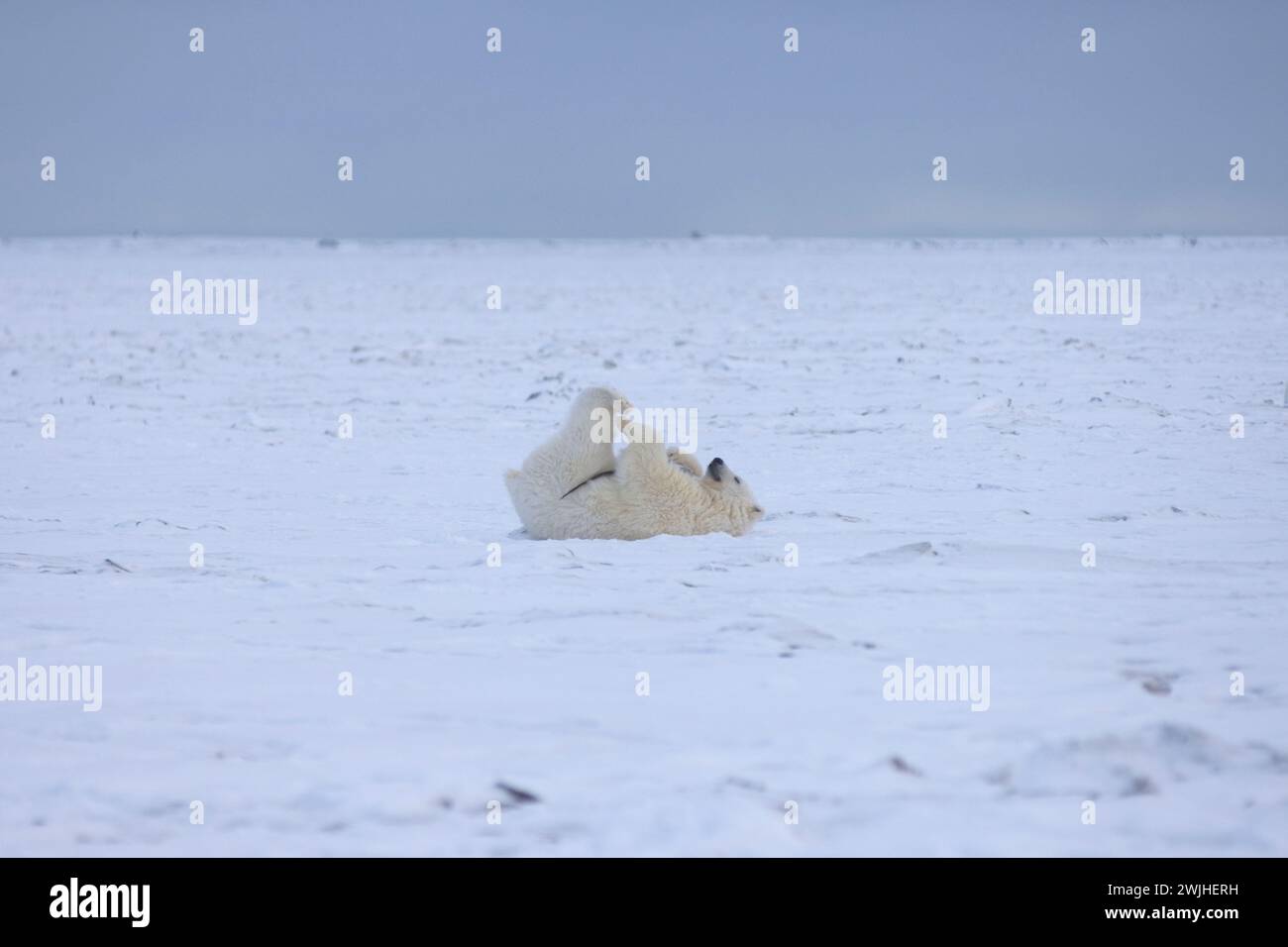 polar bear Ursus maritimus spring cub along a barrier island on the ...