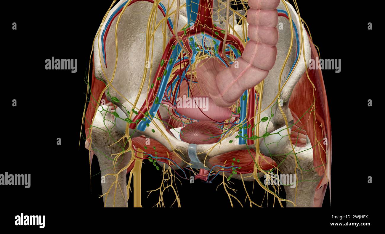 Anatomy pelvic floor female hi-res stock photography and images - Alamy