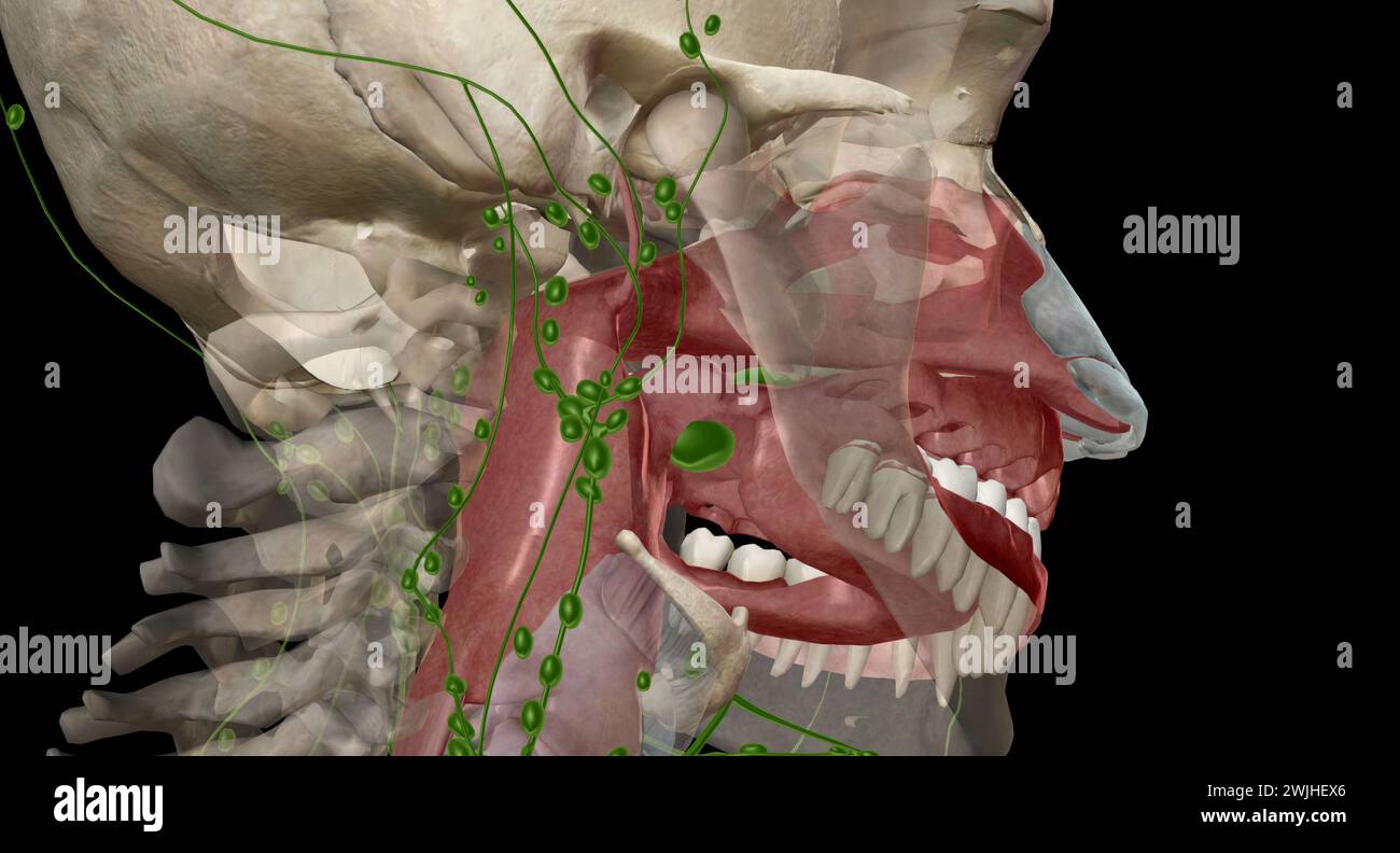 Organs in the neck hi-res stock photography and images - Alamy