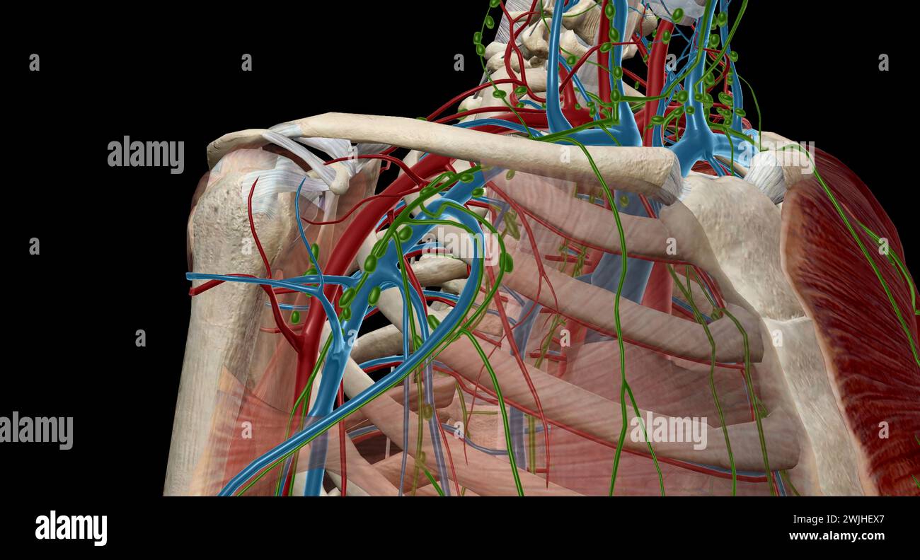 Inguinal region hi-res stock photography and images - Alamy