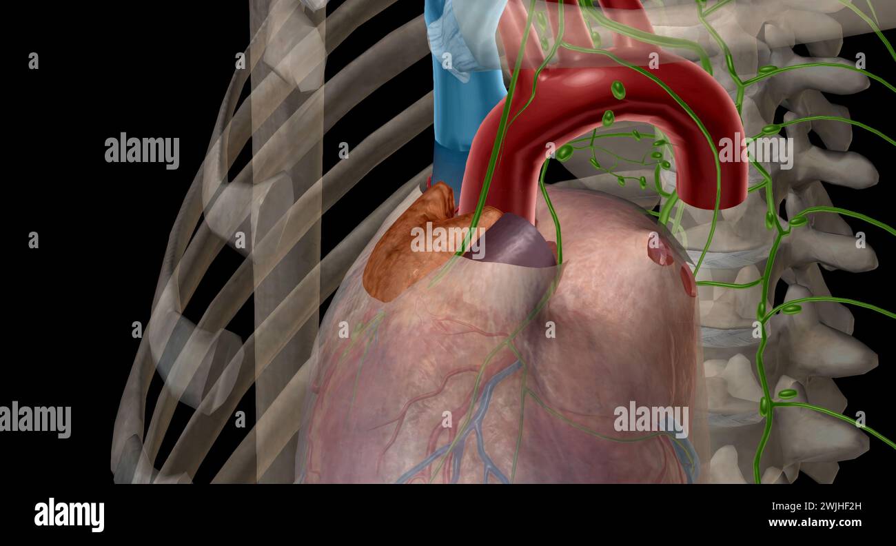 Reproductive functions hi-res stock photography and images - Alamy