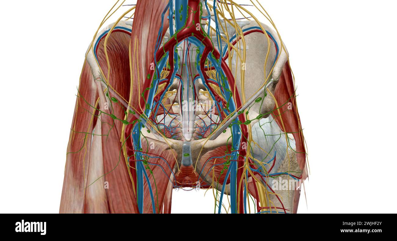 Lymph Nodes Of The Pelvis Function To Receive Filter And Transport Lymphatic Fluid From