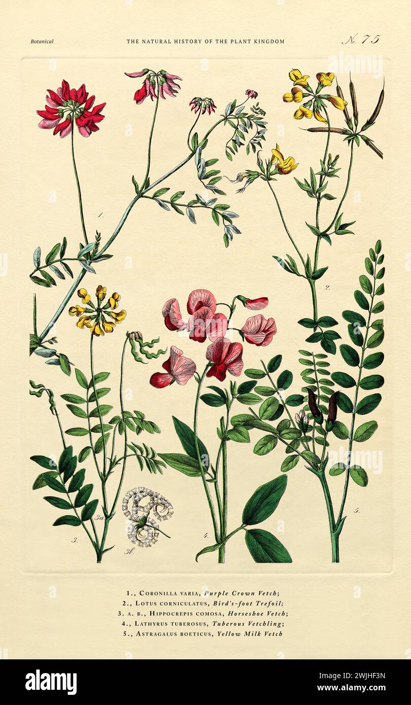 Very Rare, Beautifully Illustrated Antique Engraved Victorian Botanical ...