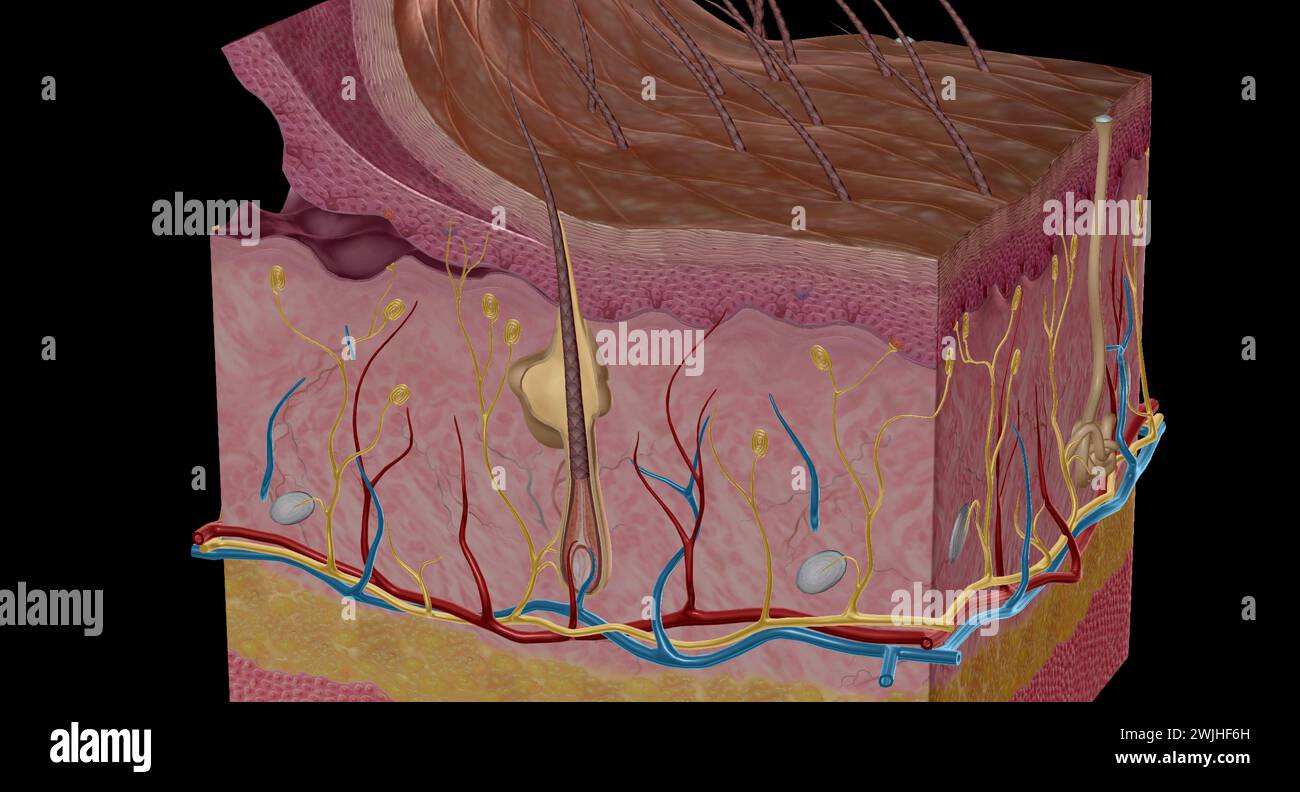 What Are The Receptors Skin