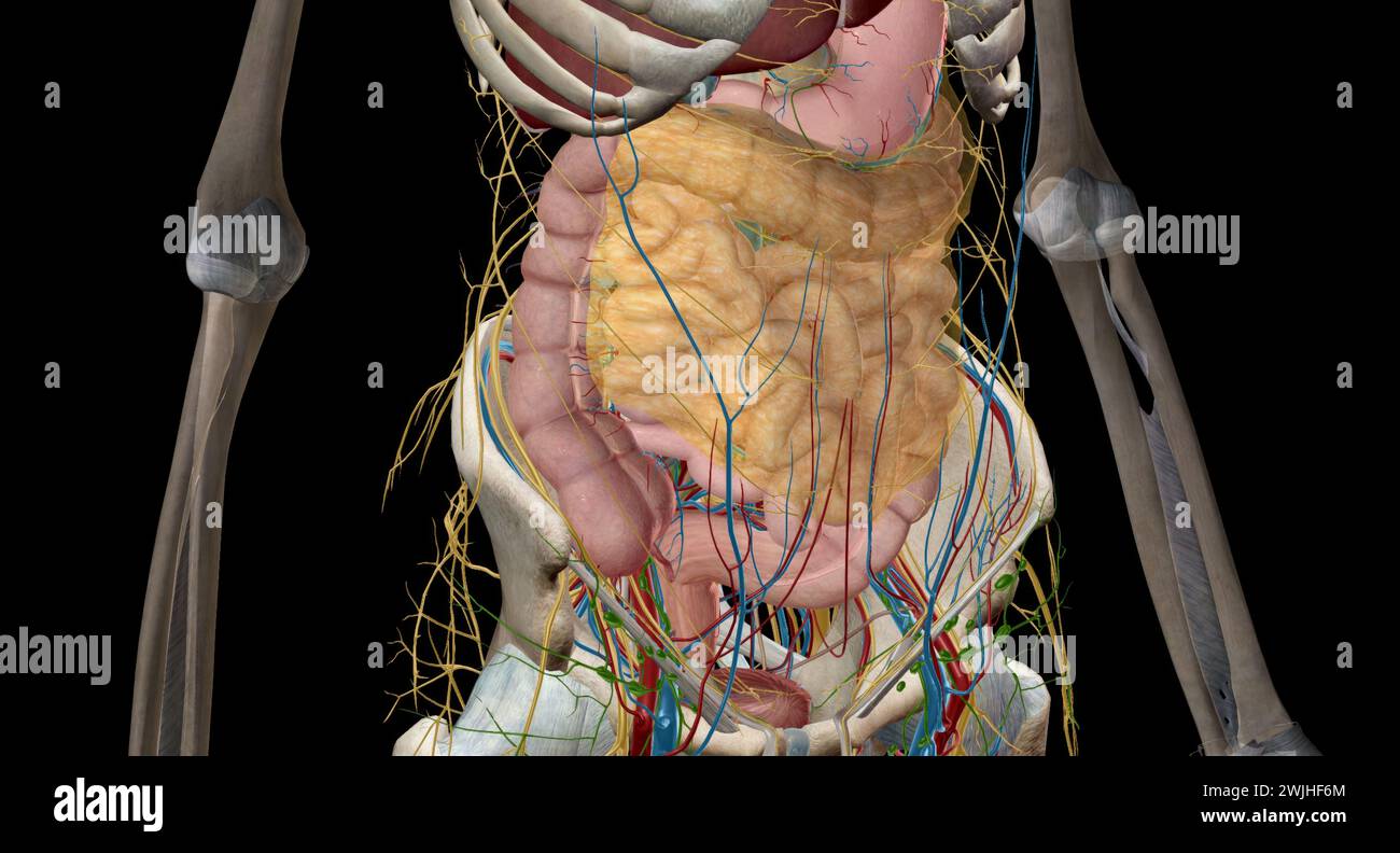 Ileum endoscopy hi-res stock photography and images - Alamy