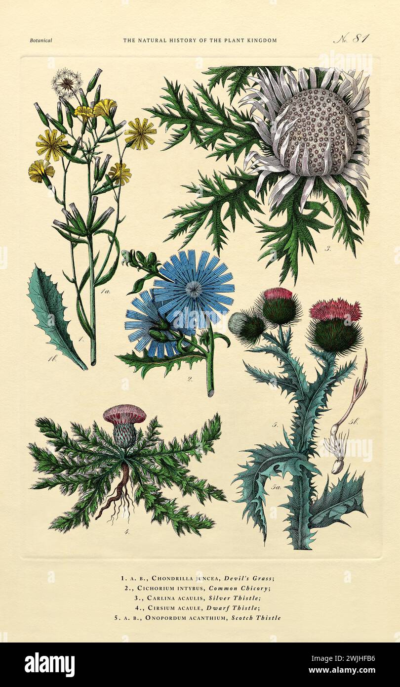 Very Rare, Beautifully Illustrated Antique Engraved Victorian Botanical ...