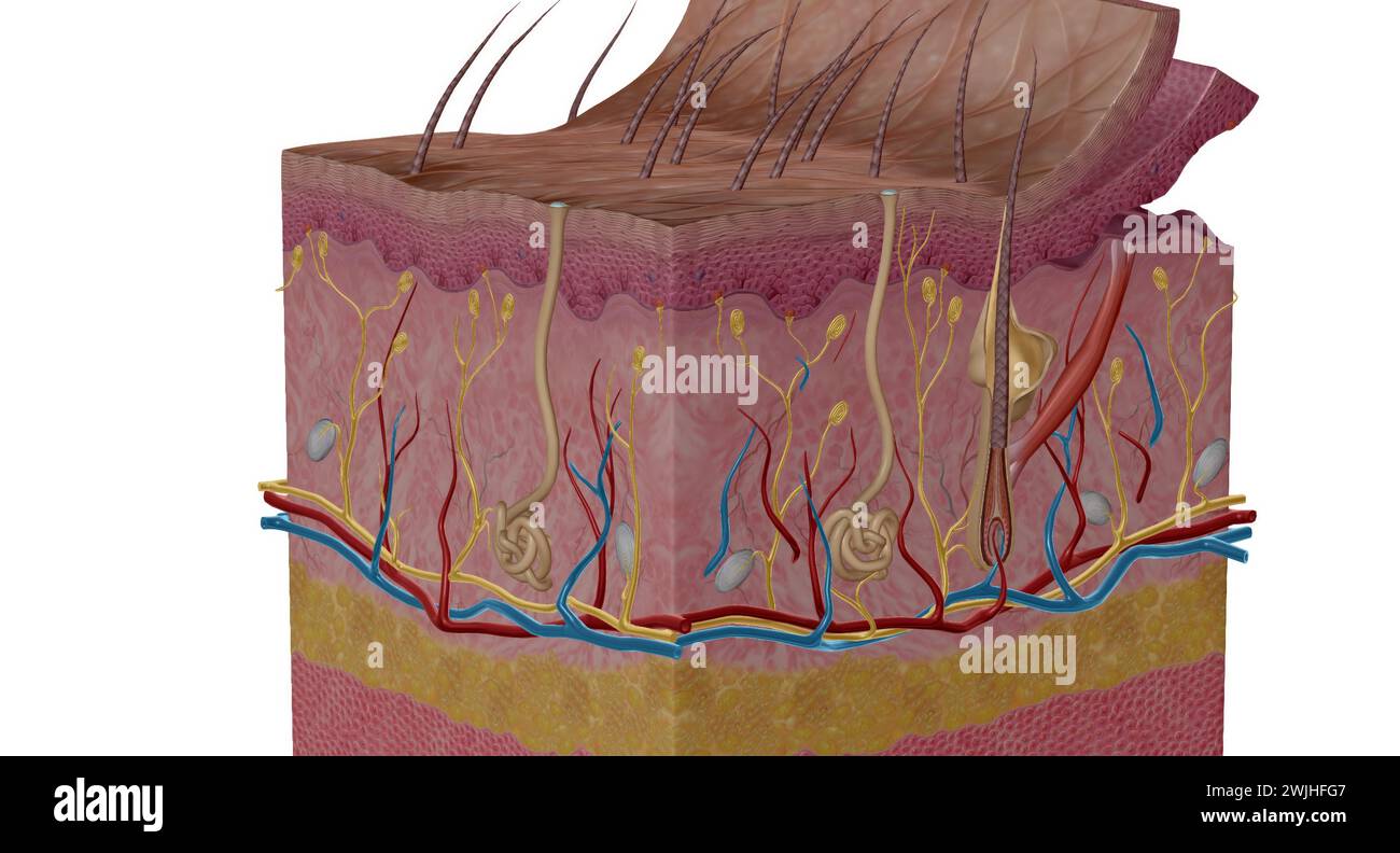 Touch receptors are a subtype of sensory neuron that are located in the ...