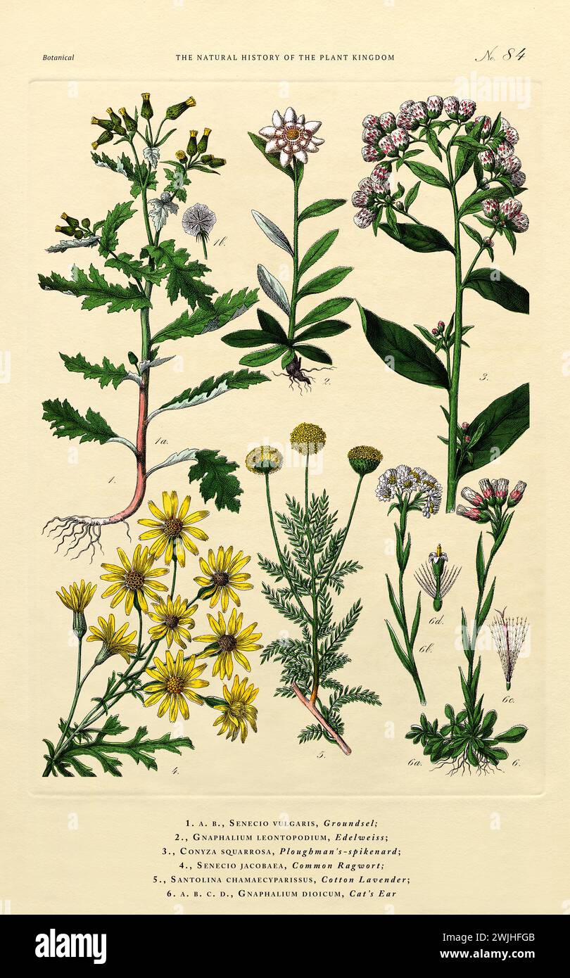 Very Rare, Beautifully Illustrated Antique Engraved Victorian Botanical ...