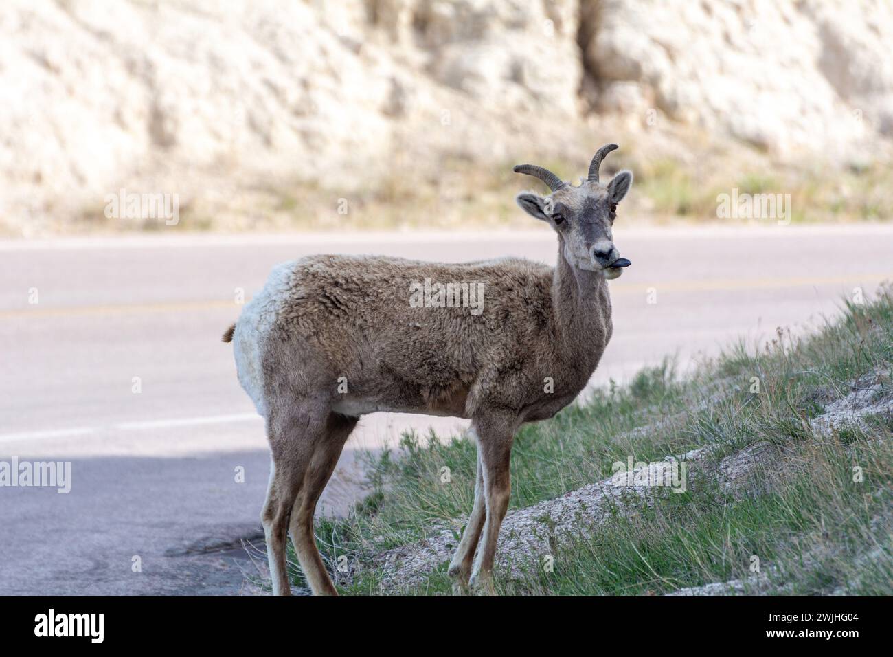 A big horn sheep shot in South Dakota in the Badlands Stock Photo - Alamy