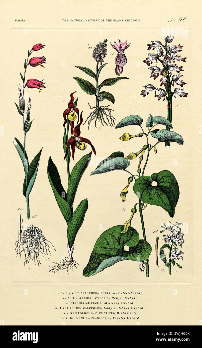 Very Rare, Beautifully Illustrated Antique Engraved Victorian Botanical ...